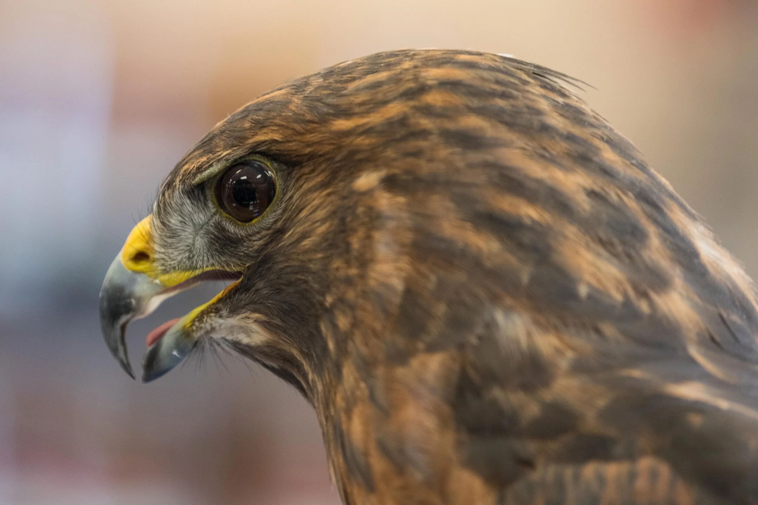 Triangle Native American Society