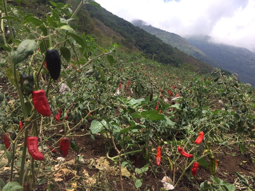 General 2 — ALMA TEPEC