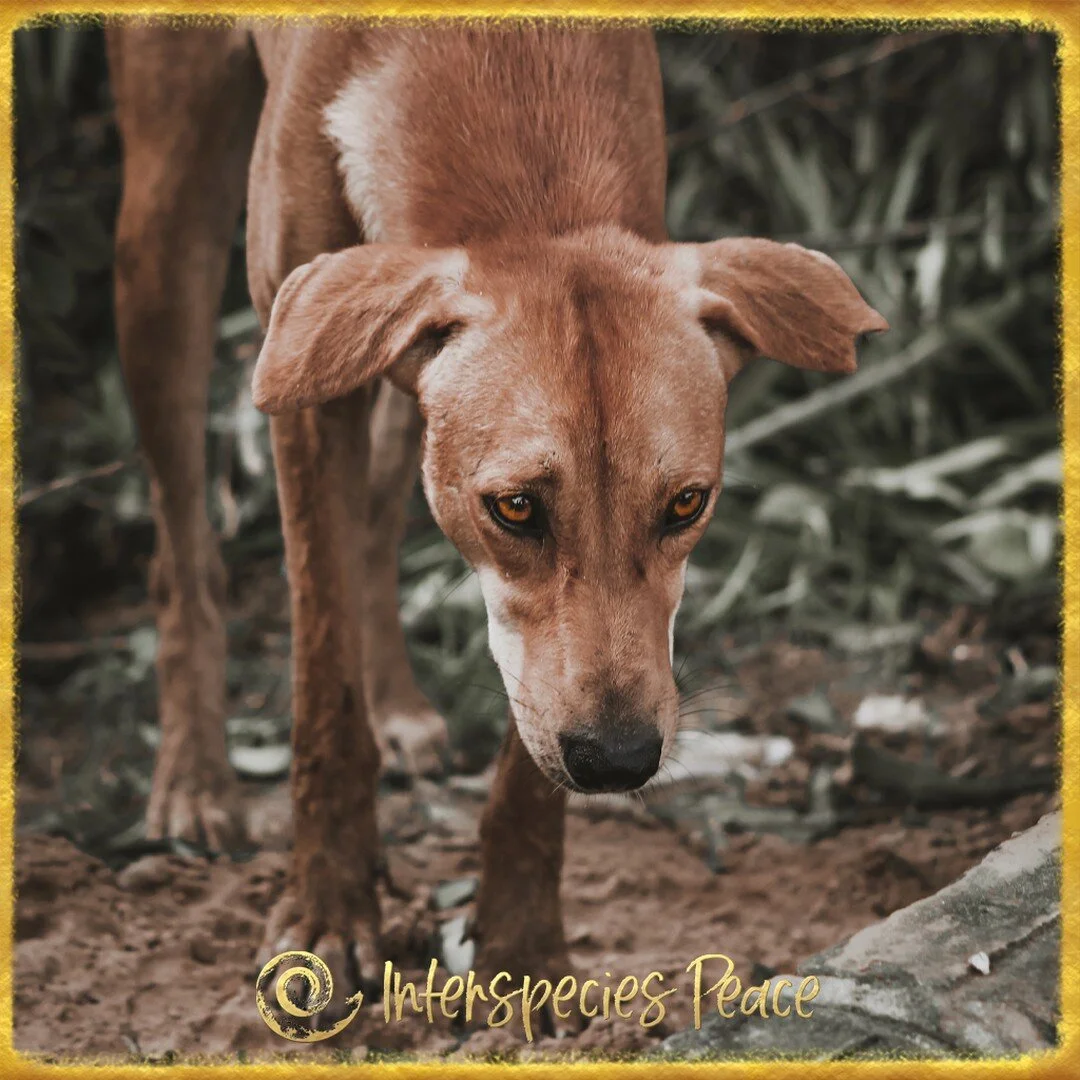 Practical Tips to Intuitively Communicate with Animals in Shelters ...