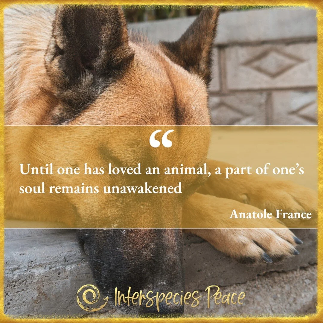 Practical Tips to Intuitively Communicate with Animals in Shelters ...