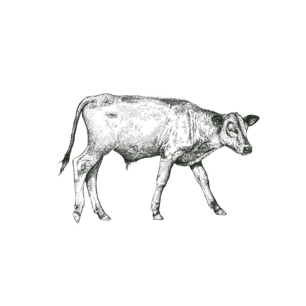 How we farm – The Squiers and Humphreys Farm — Wild and Rooted Farming ...