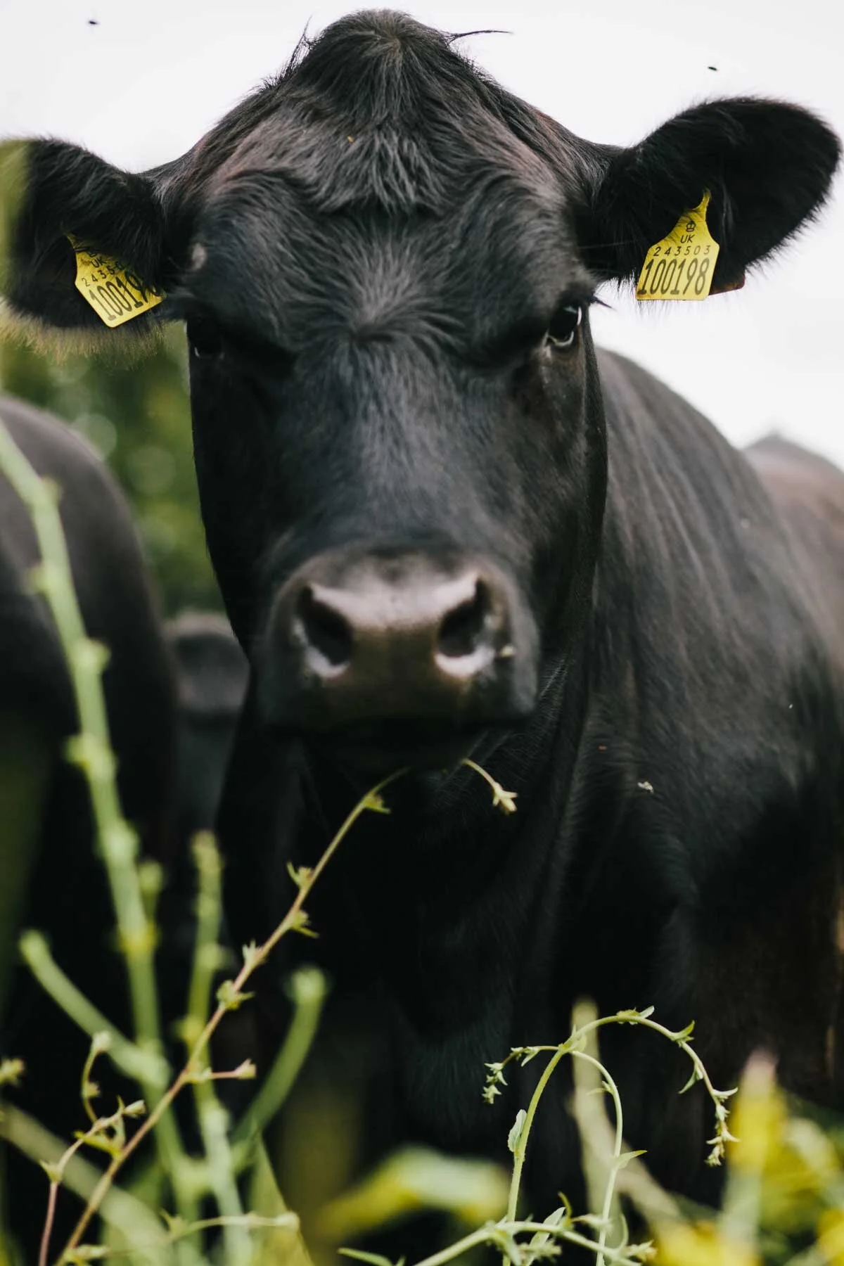 Wild and Rooted Farming | Grass Fed Beef & KellyBronze Christmas Turkeys