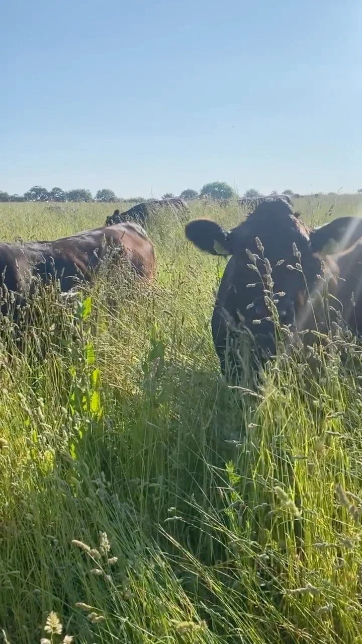 Wild & Rooted Farming – Sustainably reared grass-fed beef, Chelmsford ...