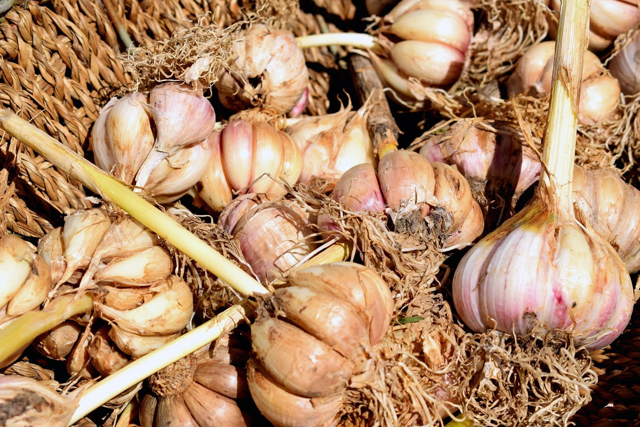 Millbrook Farmers Market