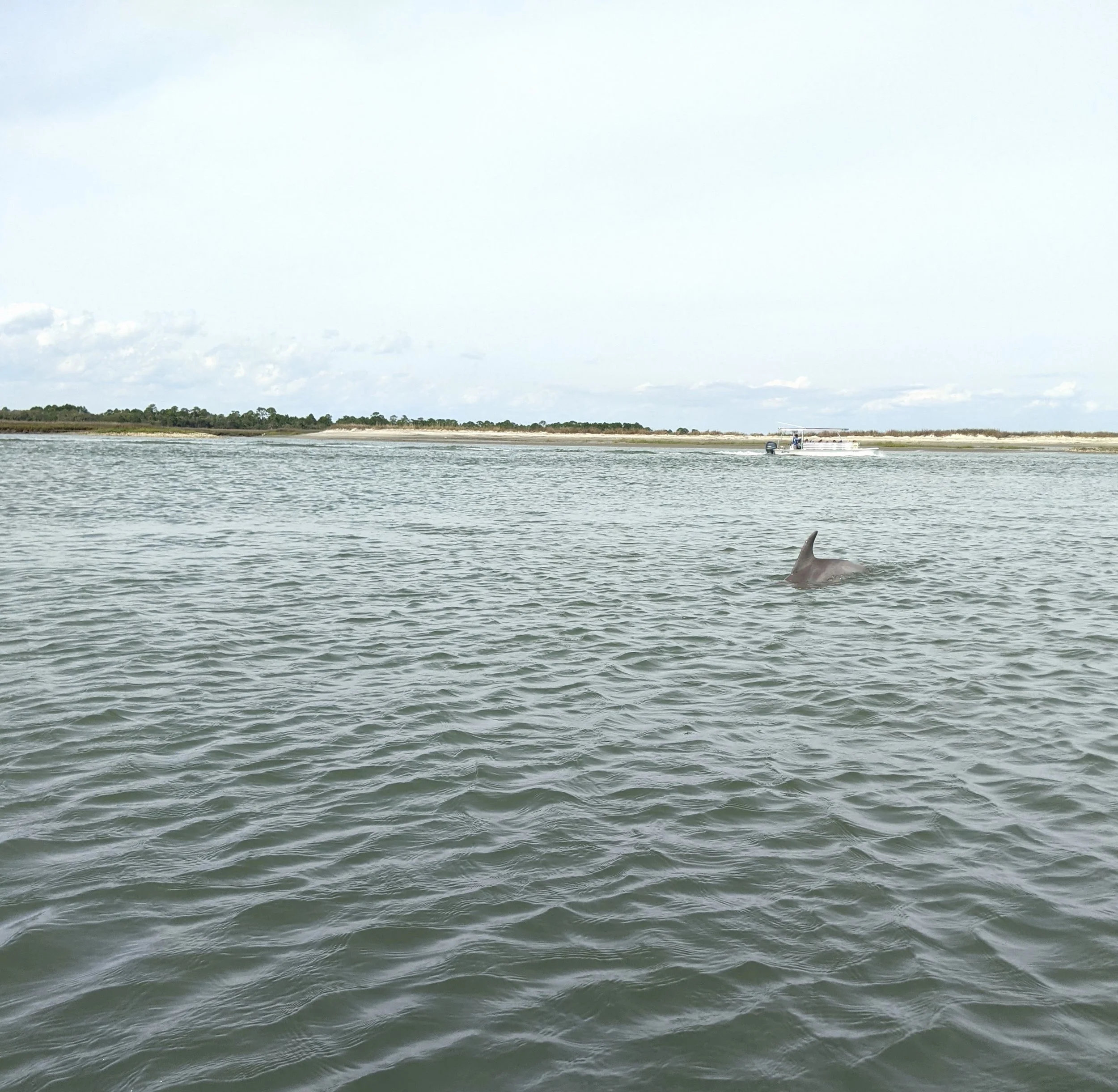 Shark Tooth Hunting on Morris Island — The Ever Curious