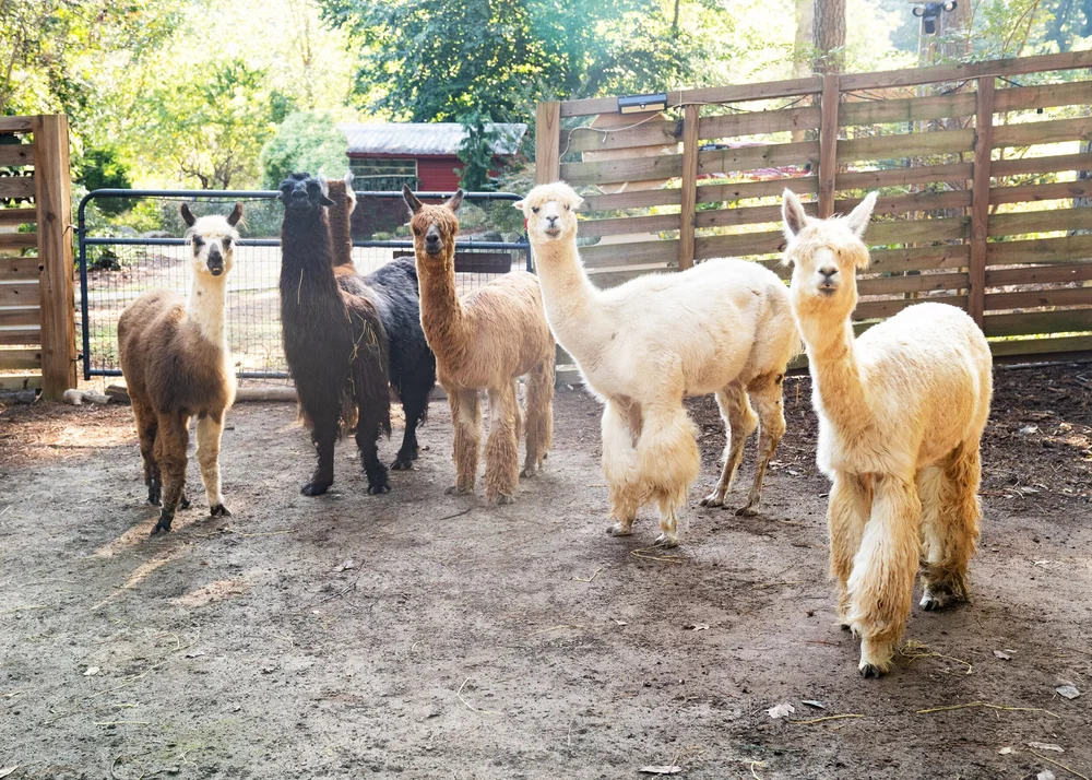 stay — Your Alpaca Cottage