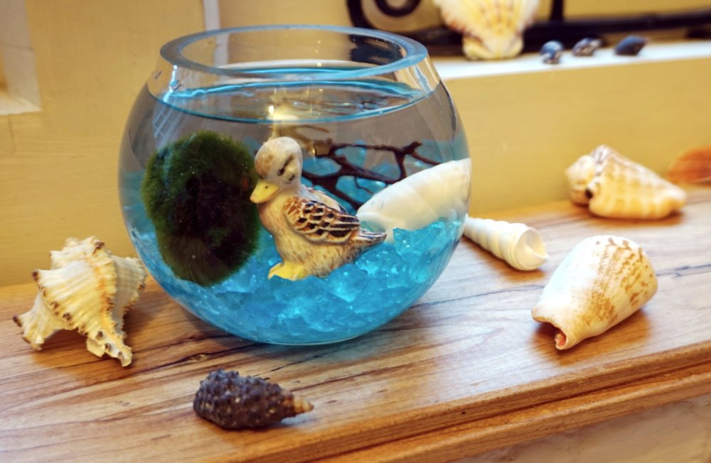 Terrarium Marimo Moss Ball kit with ceramic Blue Whale