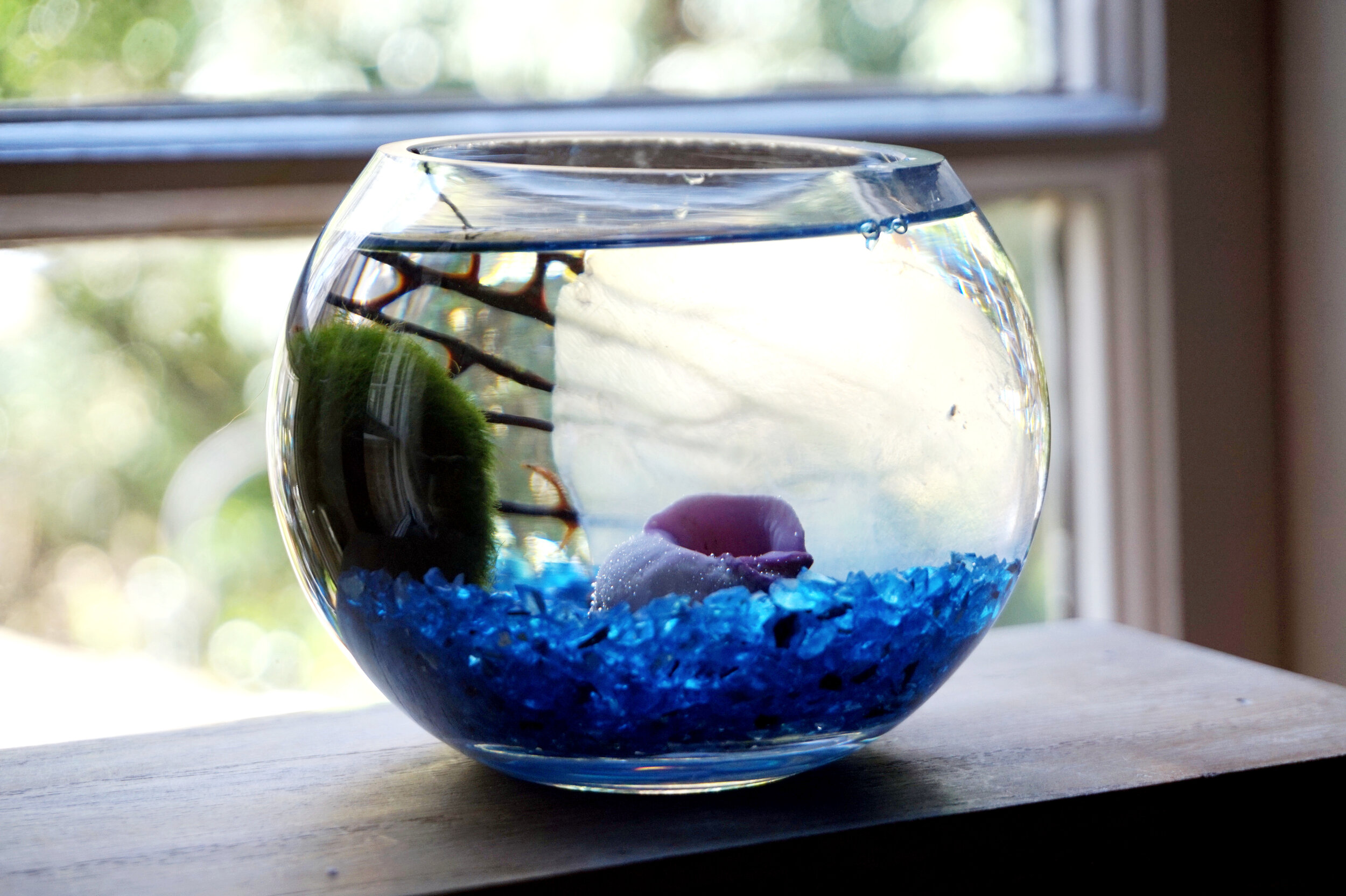 Terrarium Marimo Moss Ball kit with ceramic Blue Whale