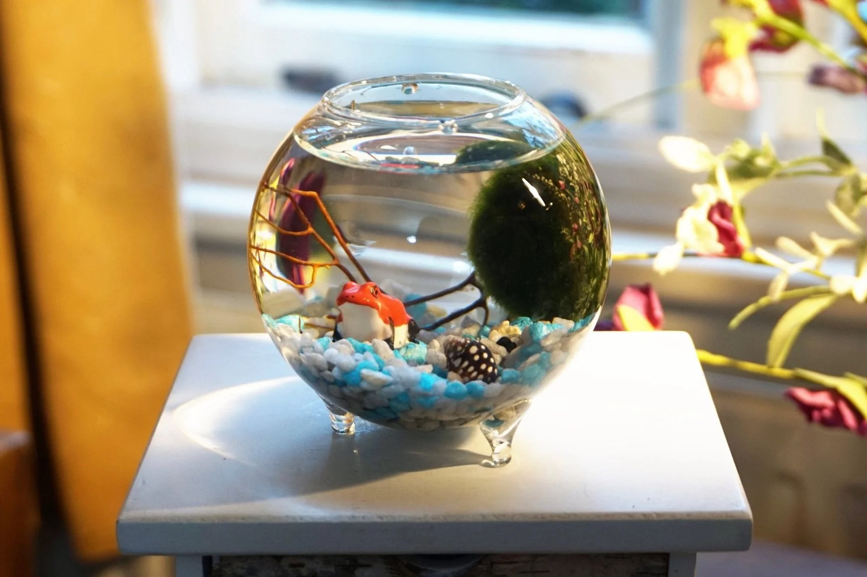 Terrarium Marimo Moss Ball kit with River Otter