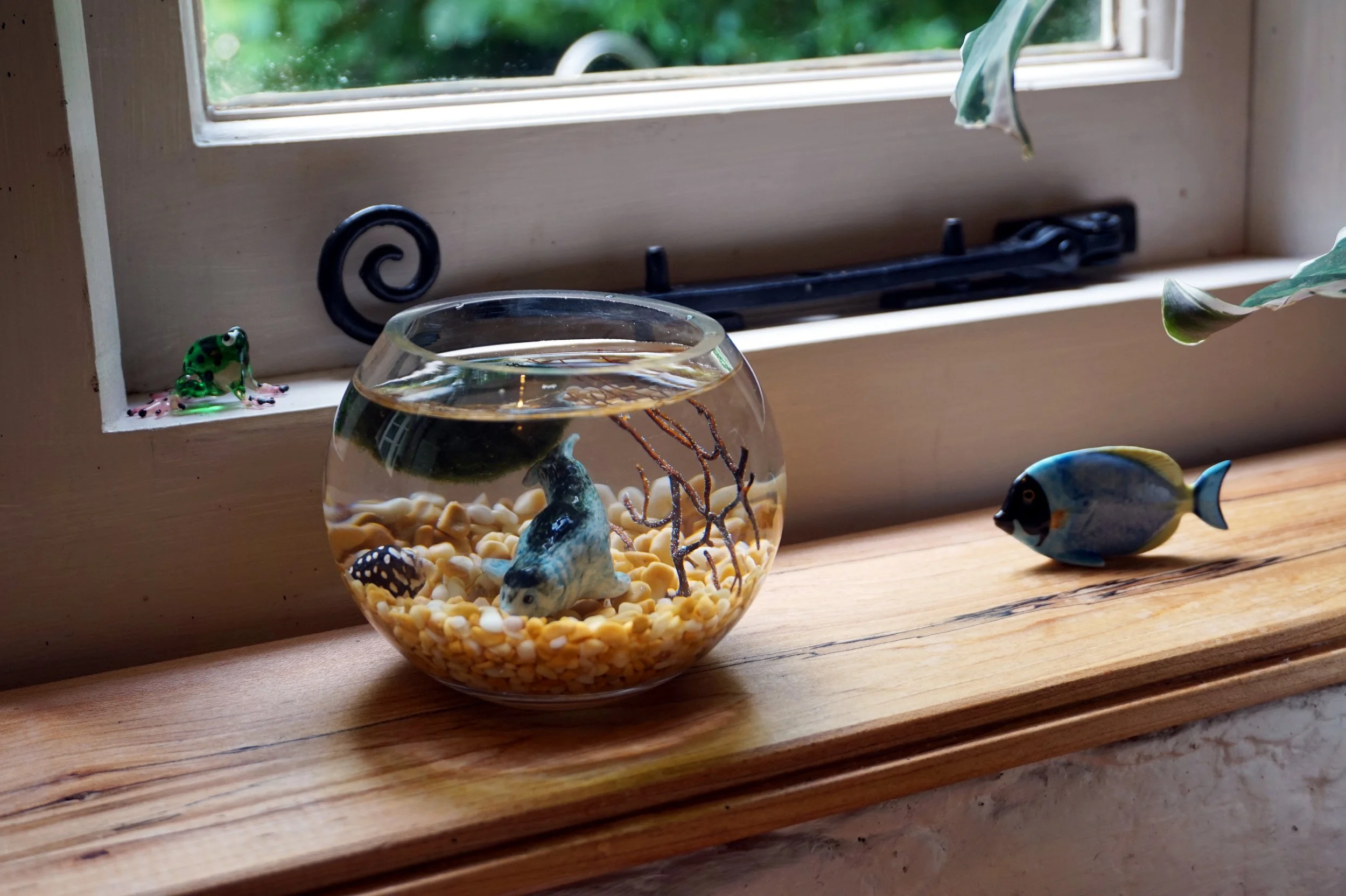 Terrarium Marimo Moss Ball kit with ceramic Blue Whale