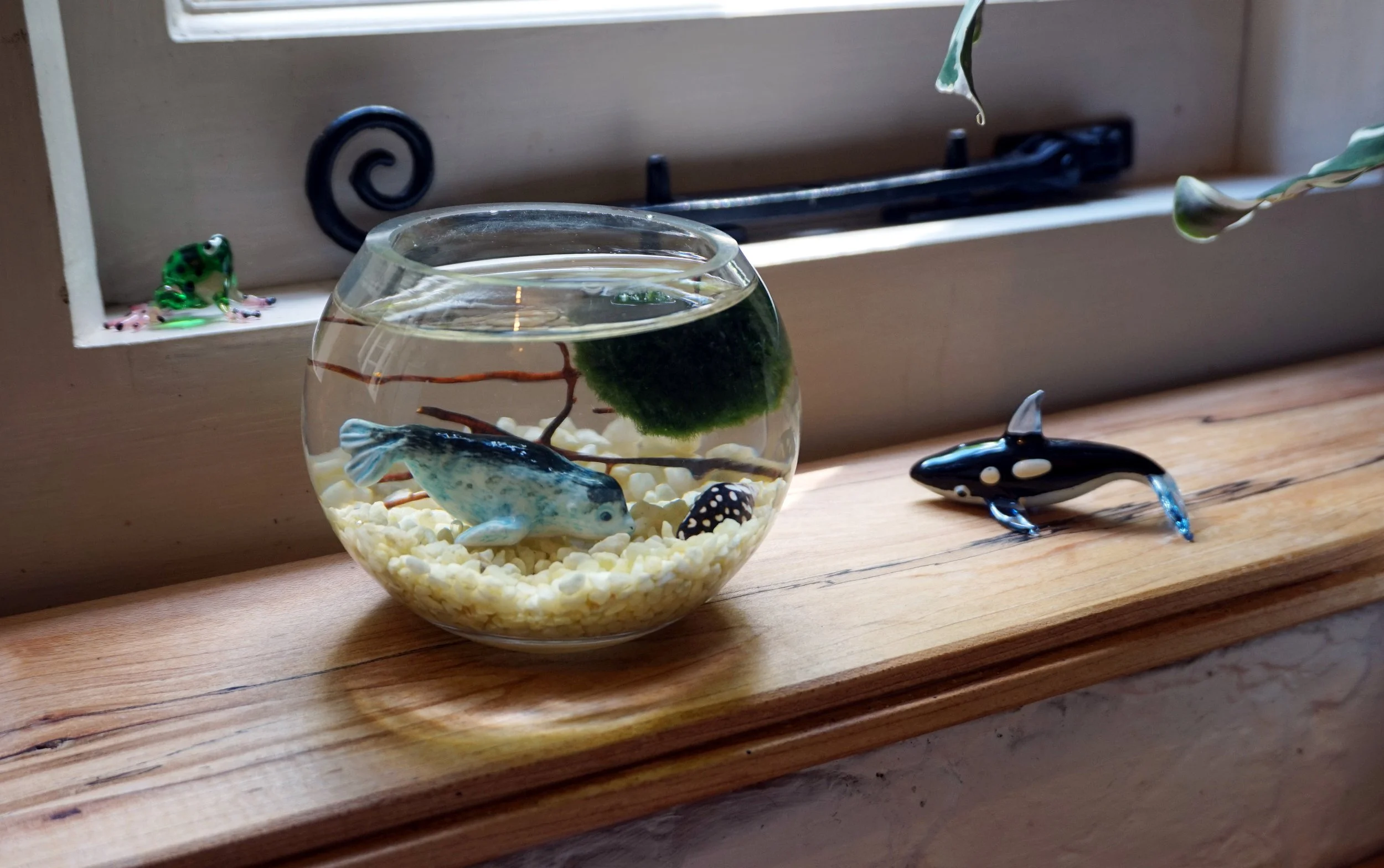 Terrarium Marimo Moss Ball kit with ceramic Blue Whale