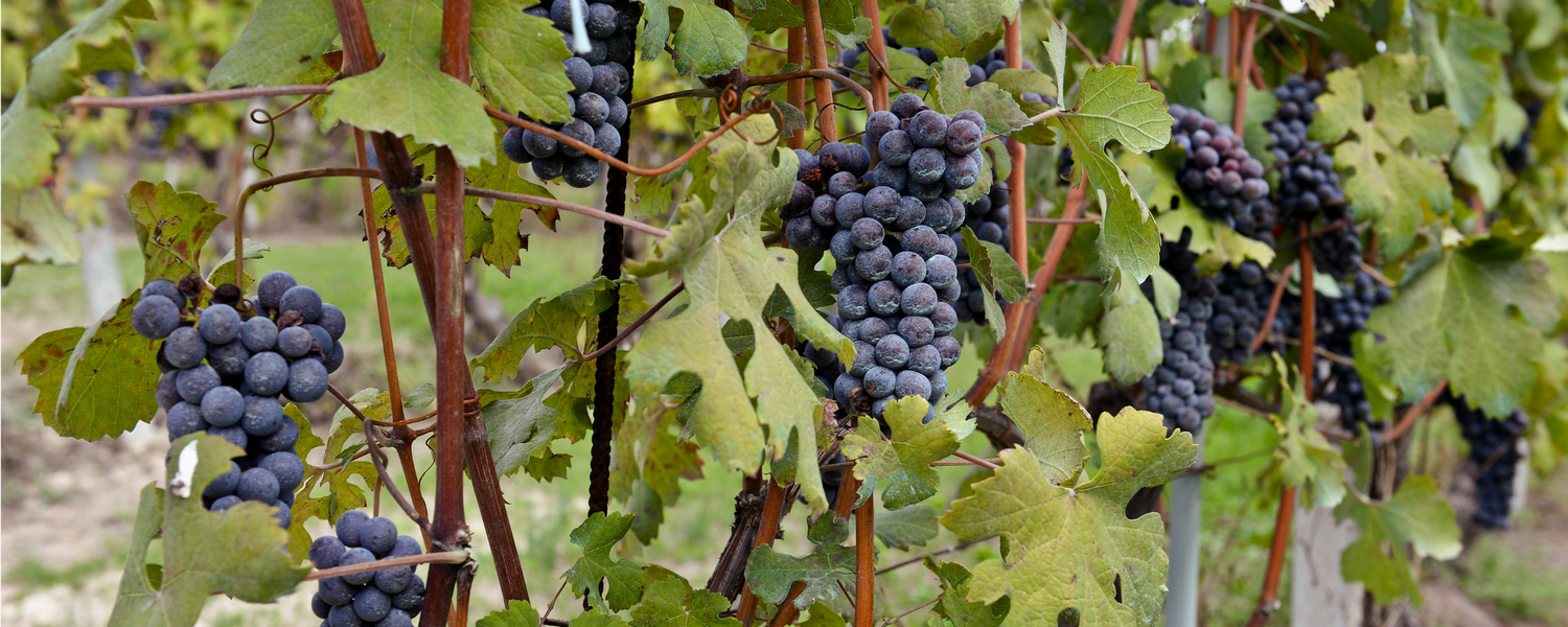 Wine 101: Common Grape Varieties + Wine Recommendations — Bottles ...