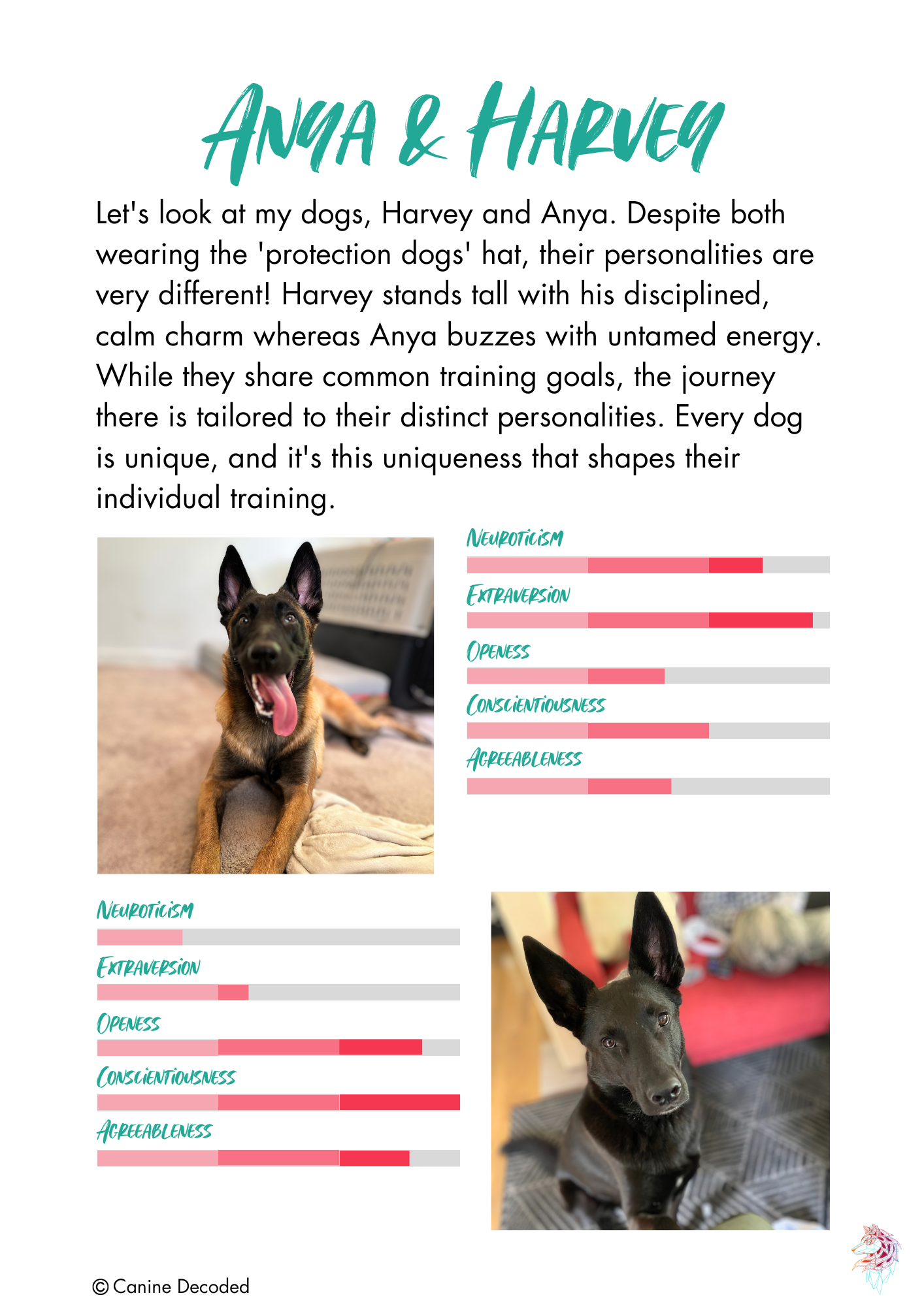 Dog Training and Behavior Modification | Canine Decoded