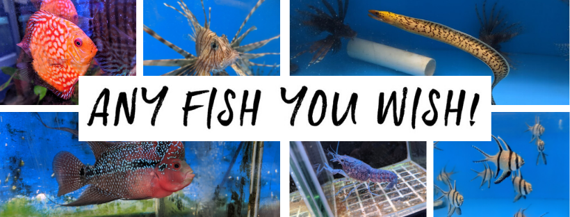 About Us — Gerber's Tropical Fish