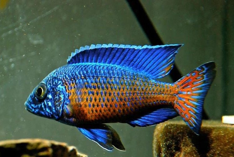 Freshwater — Gerber's Tropical Fish