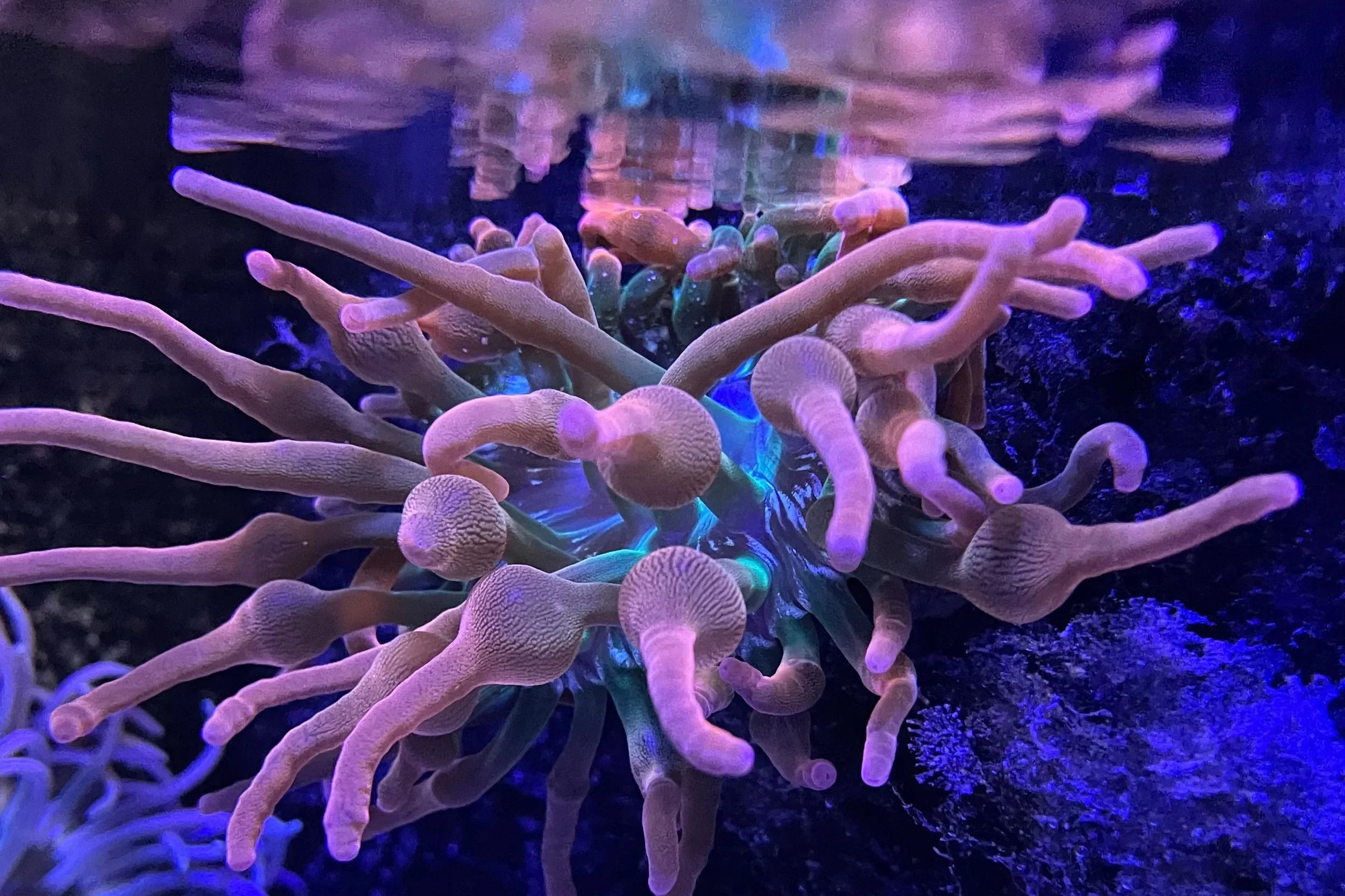 About Us — Gerber's Tropical Fish