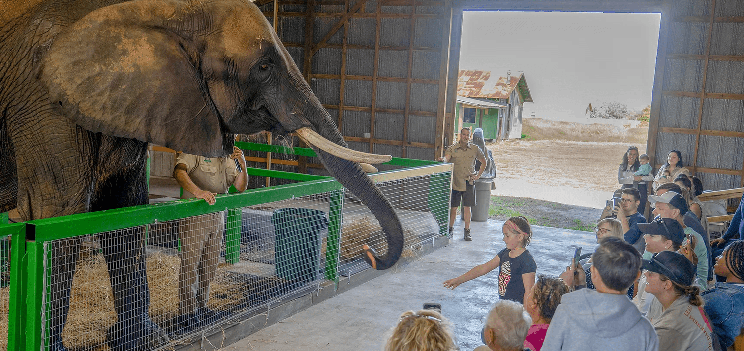 Myakka Elephant Ranch Tour — Venice FL AACA Car Club