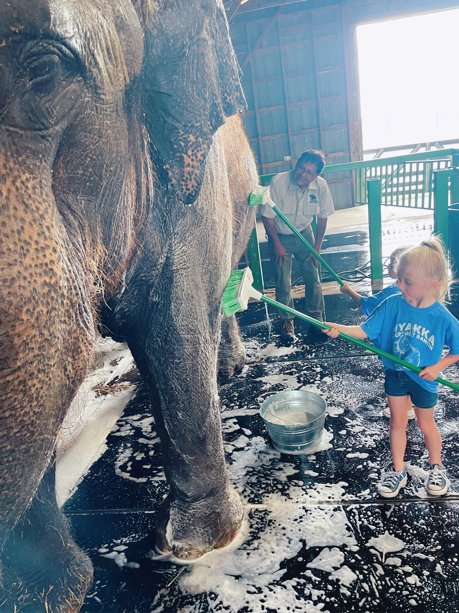 Myakka Elephant Ranch Tour — Venice FL AACA Car Club