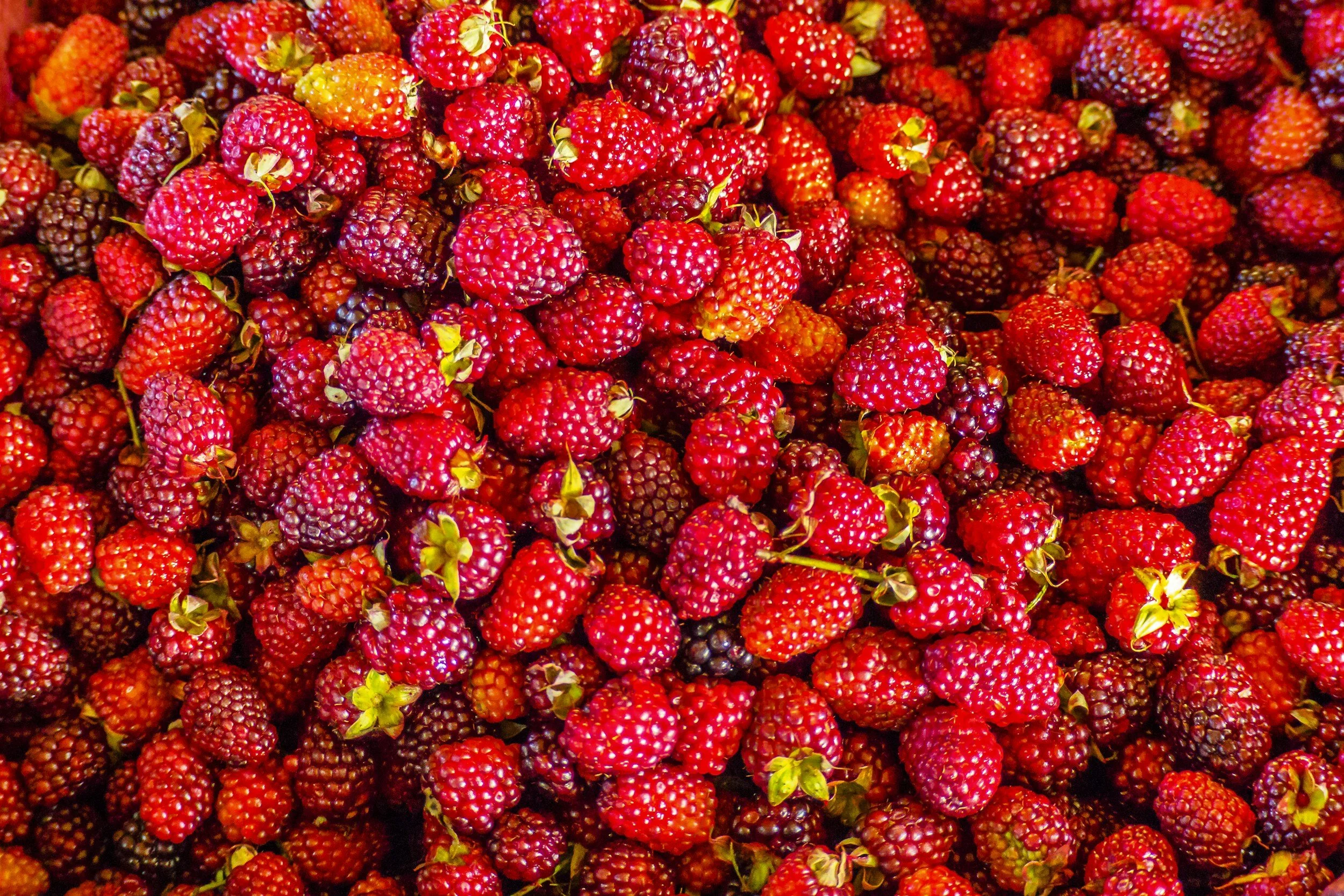 Understanding Pinot Noir: A Guide to Flavor Profiles — Domaine St. Laurent