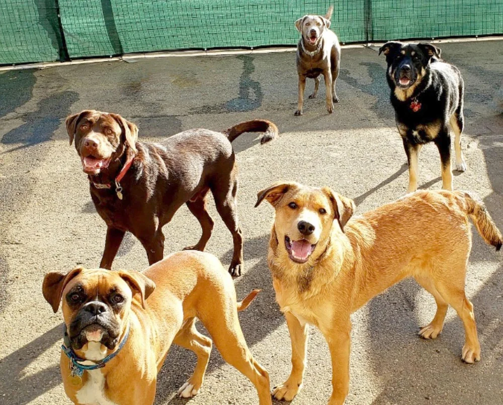 Dog Day Care Edmonton Park Doggy Daycare Grooming dog-day-care-edmonton-park-doggy-daycare-grooming
