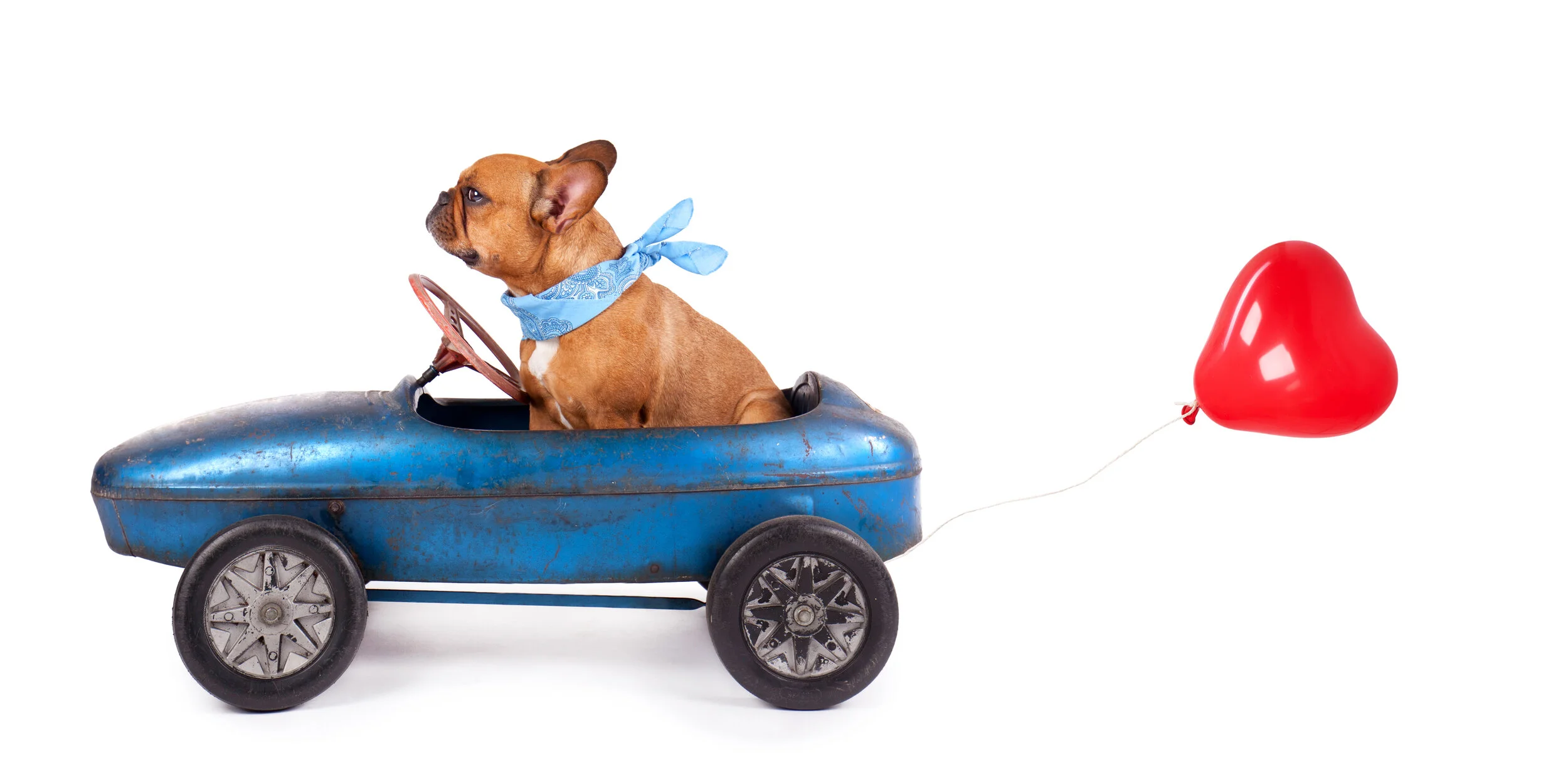 Let's Go for a Ride! Linda Michaels, M.A., Psychology — Do No Harm Dog ...