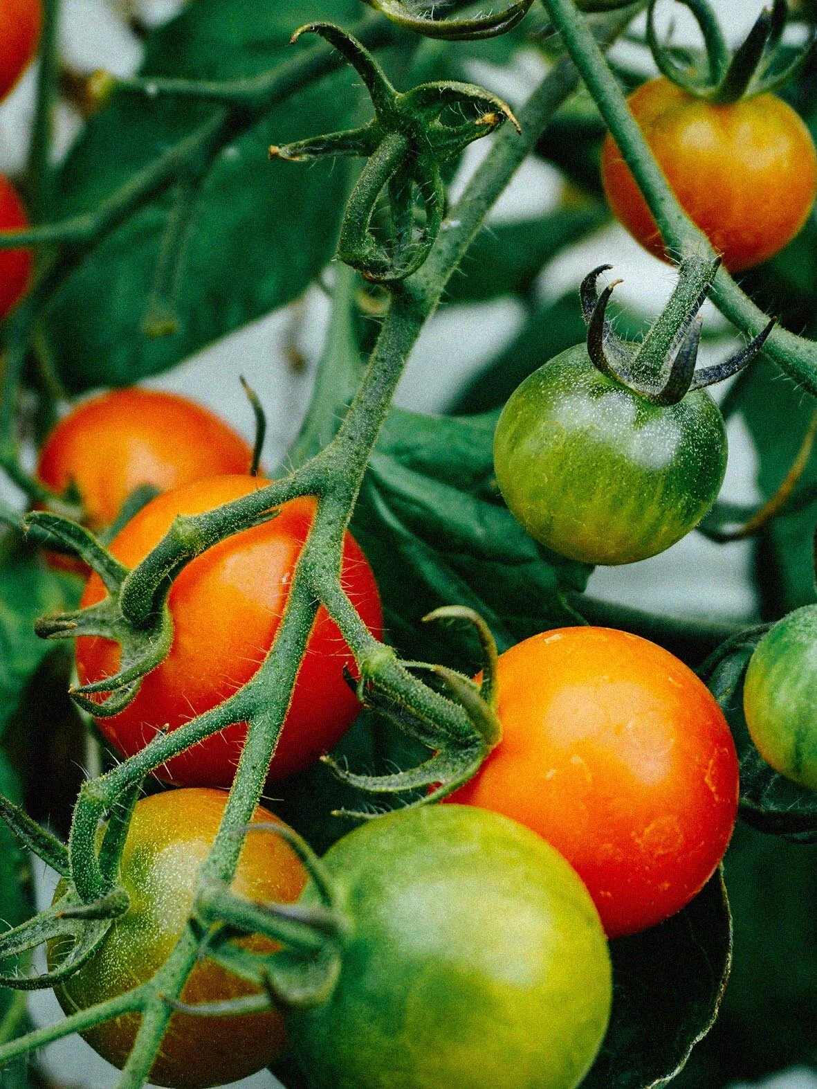 Food EcoResolution Food EcoResolution