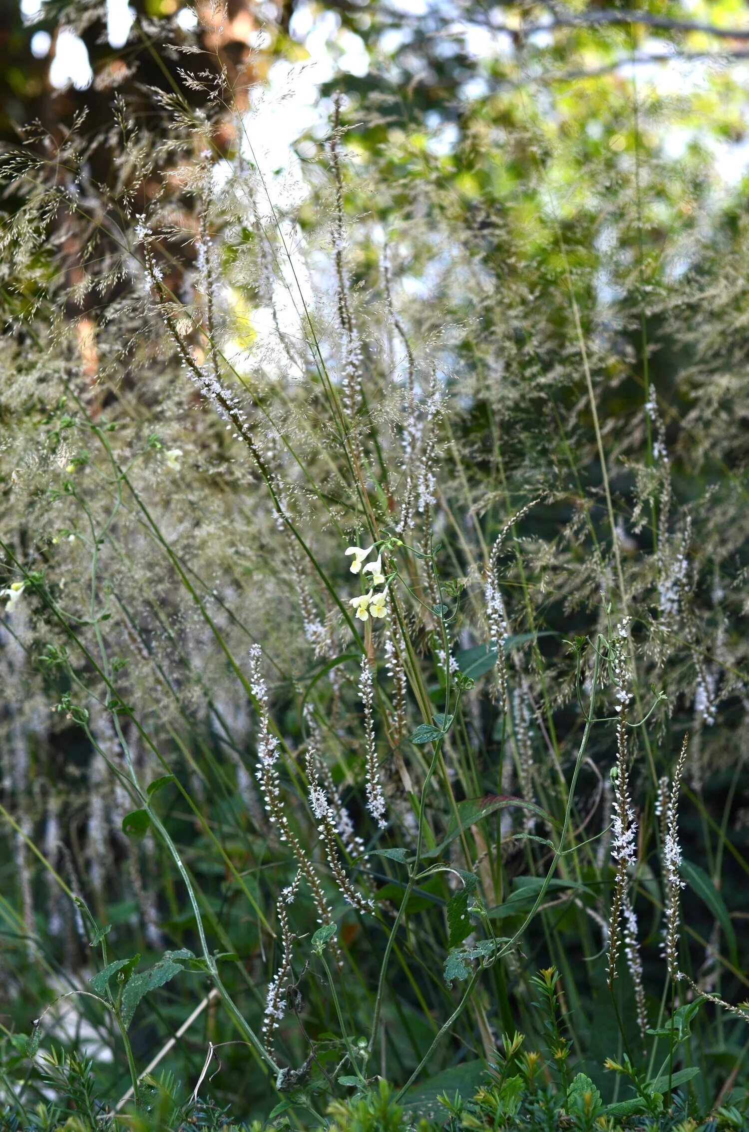 highgate — rich landscapes