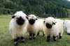 Valais Sheep — High Meadow Farm