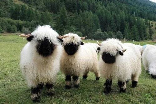 Valais Sheep — High Meadow Farm