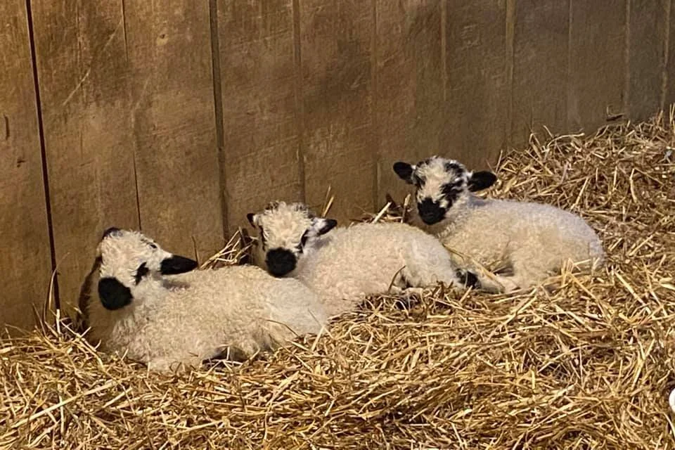 Valais Sheep — High Meadow Farm