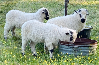 High Meadow Farm