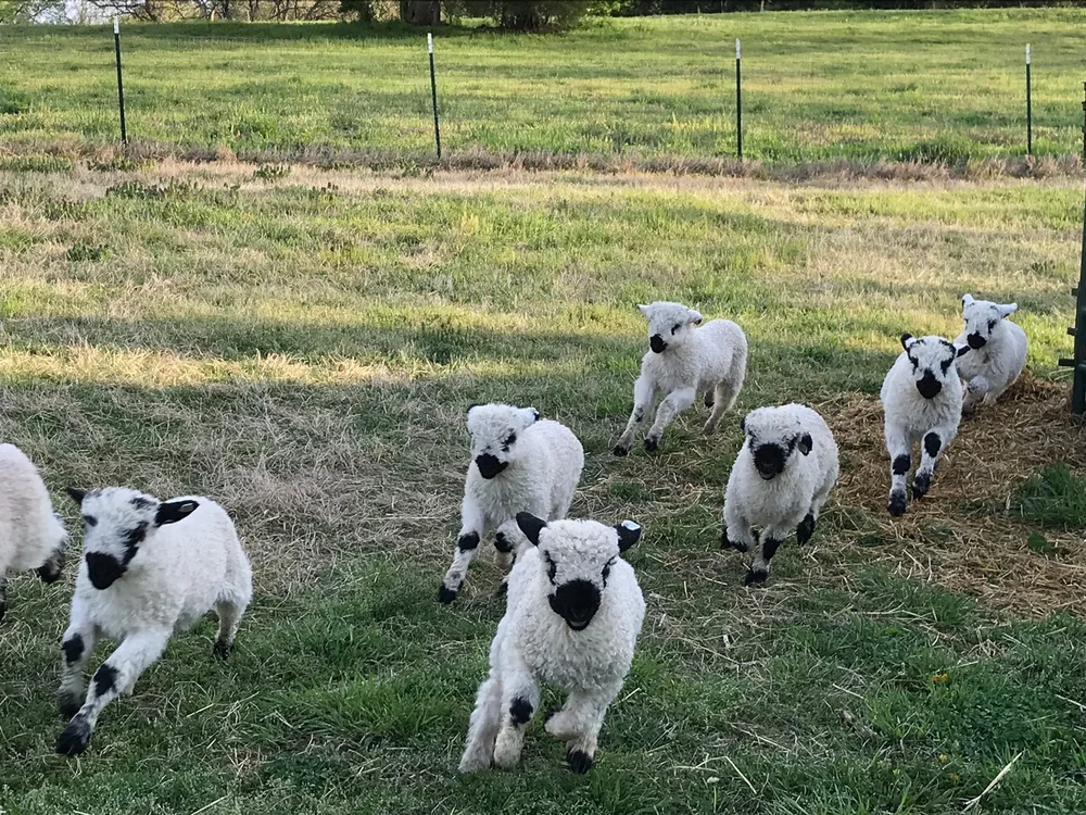 Valais Blacknose Sheep for Sale — High Meadow Farm