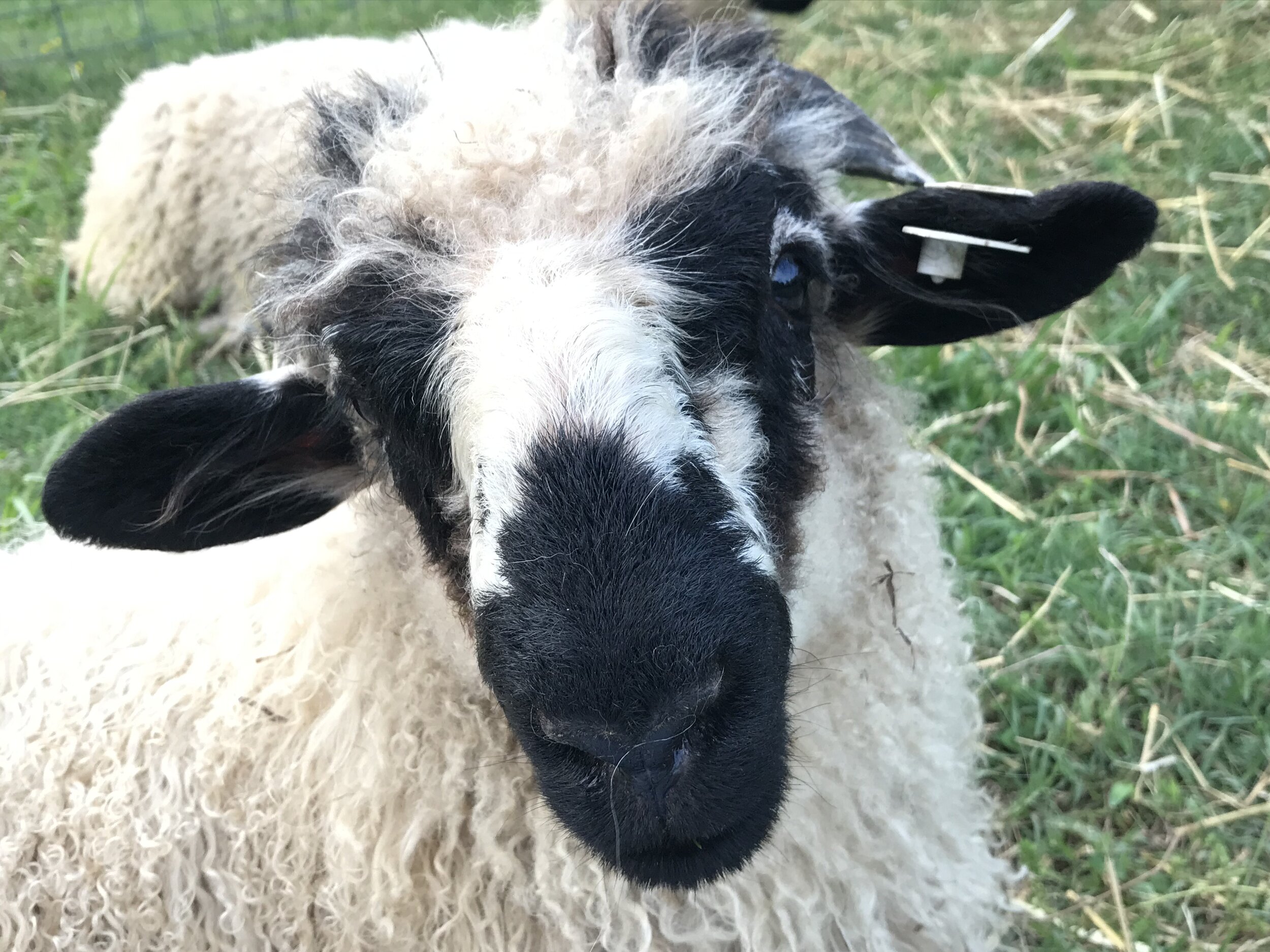 Sheep Life Gallery — High Meadow Farm