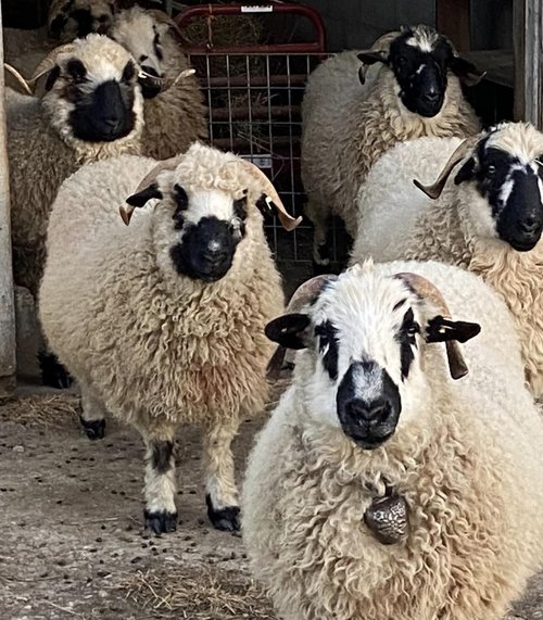 Valais Sheep — High Meadow Farm