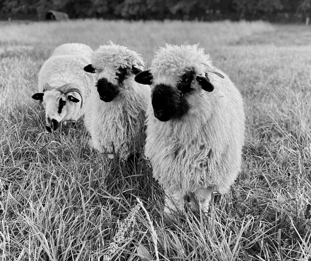 Valais Sheep — High Meadow Farm