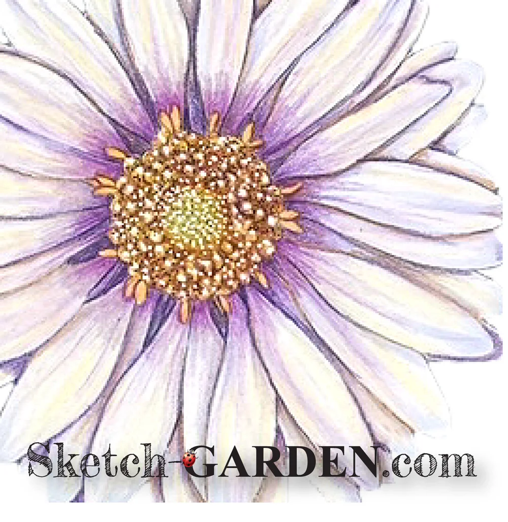 Daisy Flower Drawings With Color