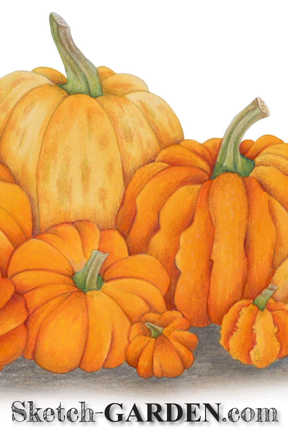 Pumpkin Pencil Drawing