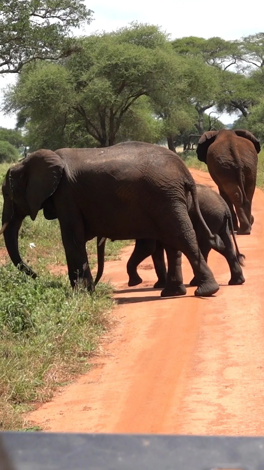 Custom African Safaris & Tours | Next Adventure