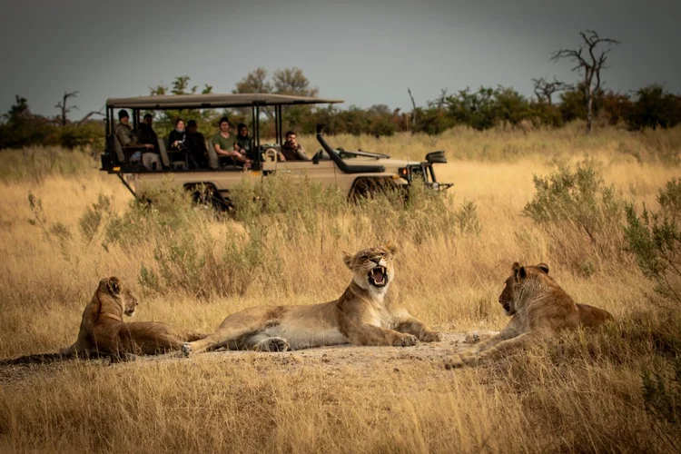 South African Safaris: History, Wildlife & Top Spots
