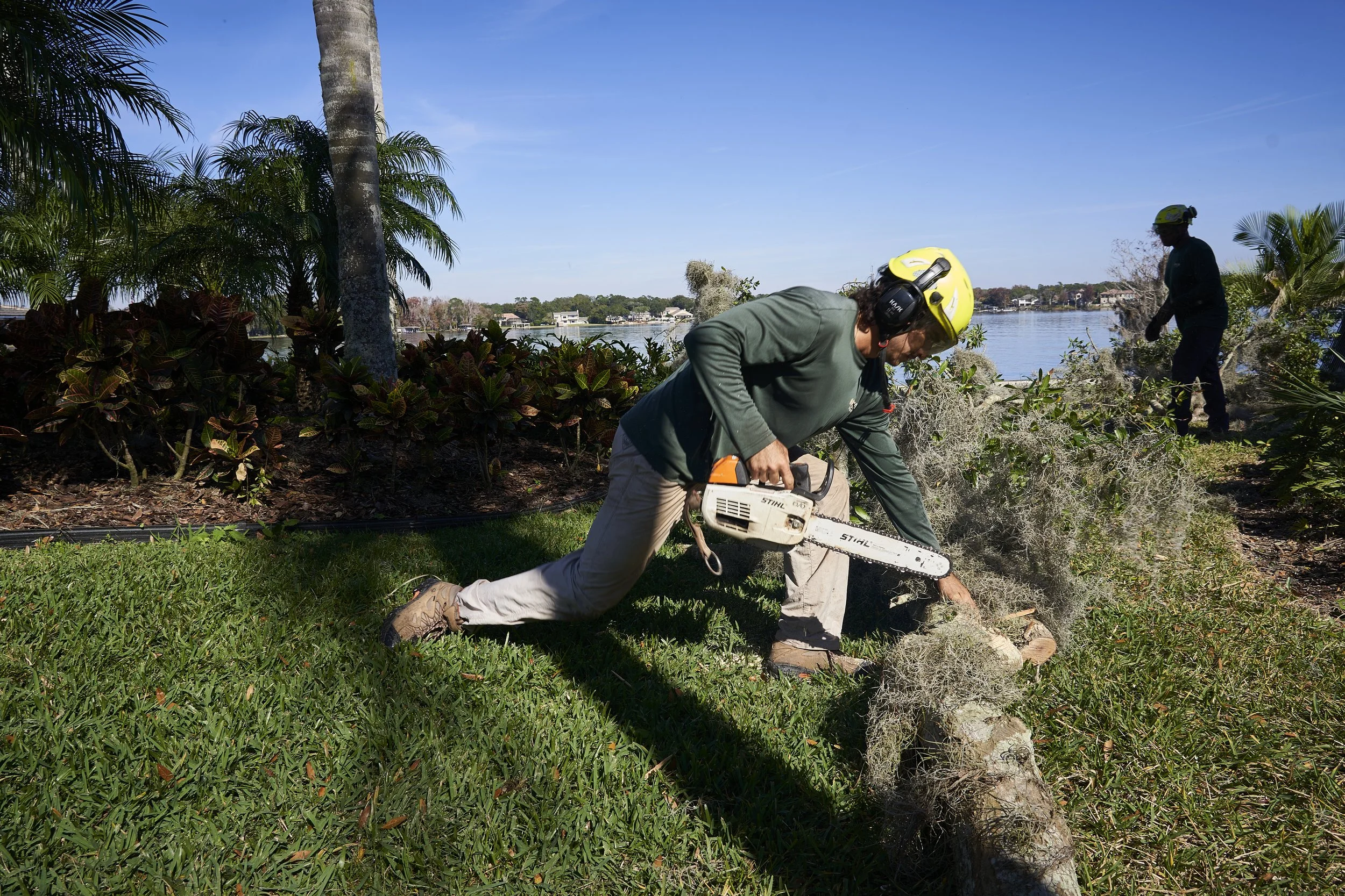 Napoleon Tree Service