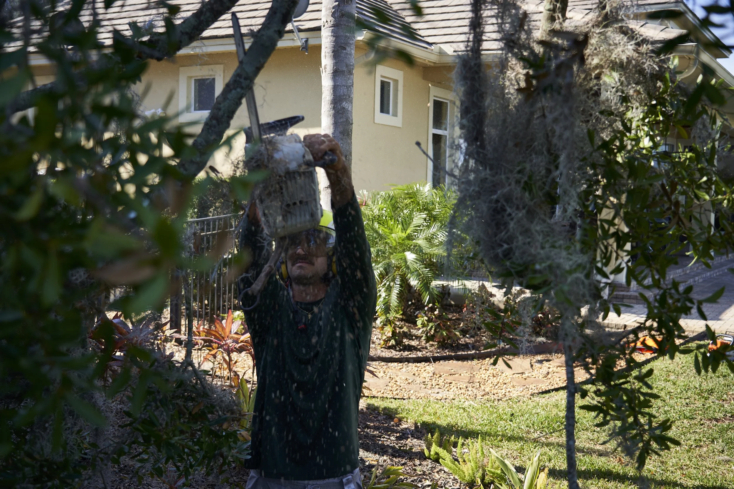 Napoleon Tree Service