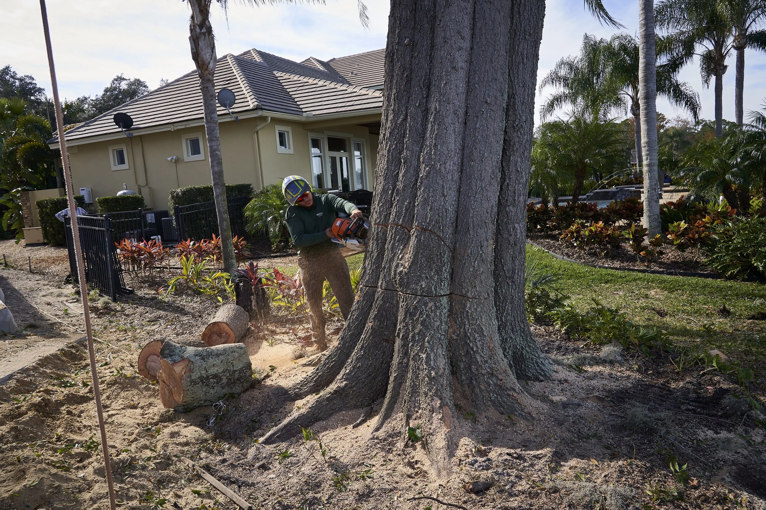 Napoleon Tree Service