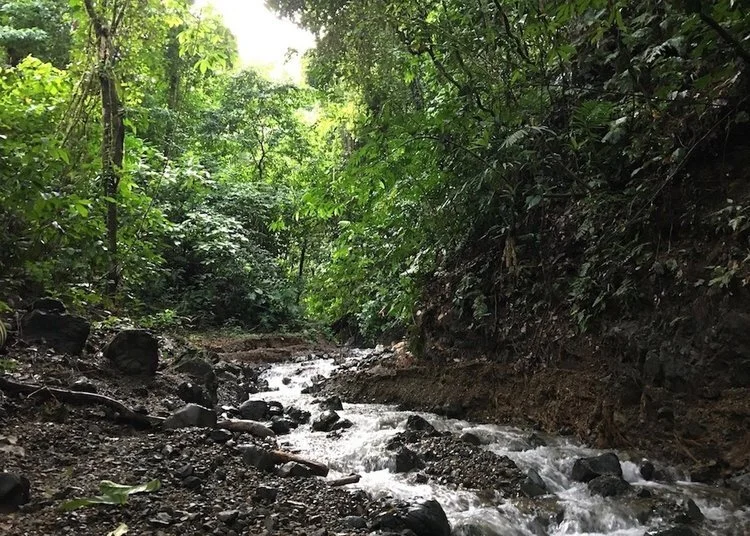 Golfo Dulce Rainforest and Ocean Excursions & Tours - Golfo Dulce ...