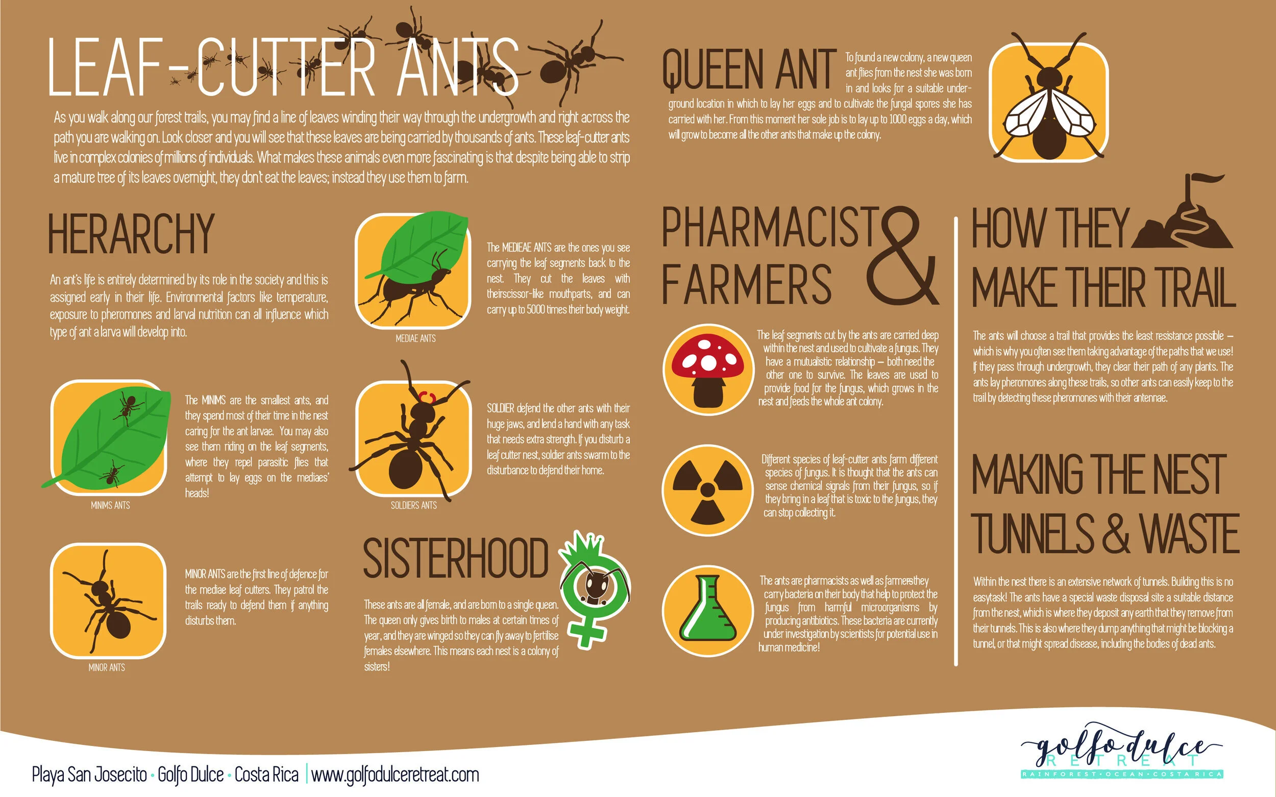 Leaf-Cutter Ants Infographics - Golfo Dulce Retreat | Rainforest ...