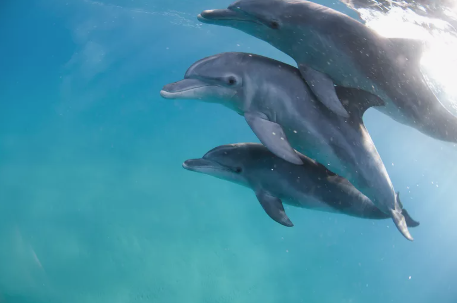 Dolphin Vaginas and the Pleasure Debate — Tsk Tsk Magazine