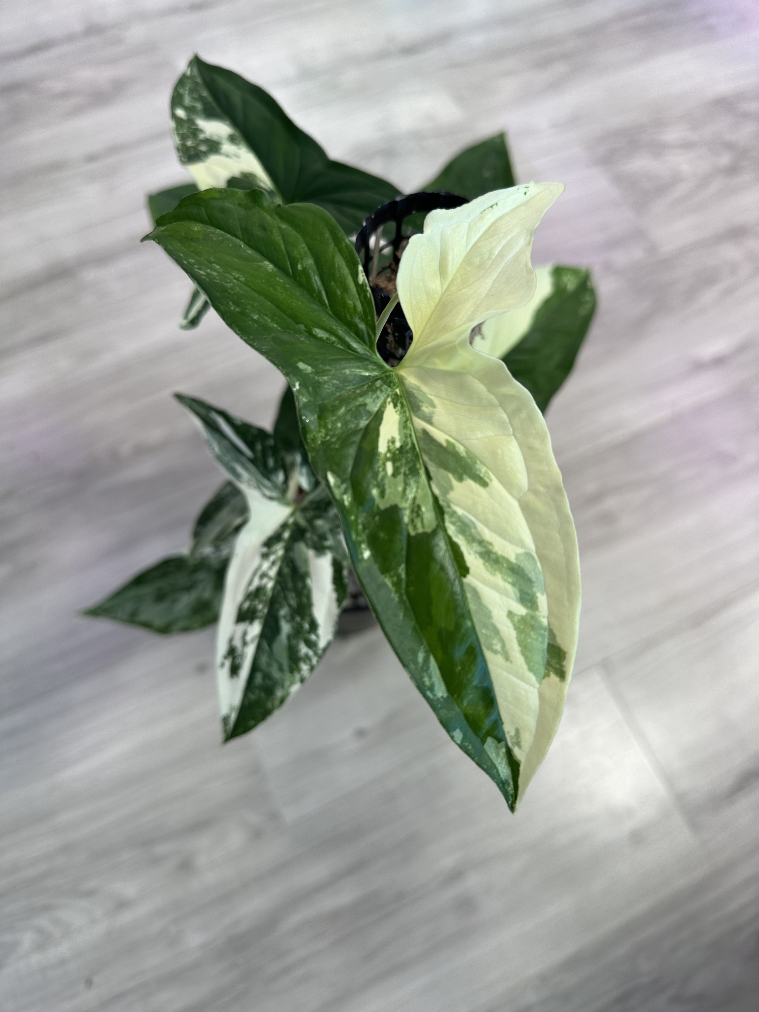FloraFoundry | Denver houseplant and rare plant shop