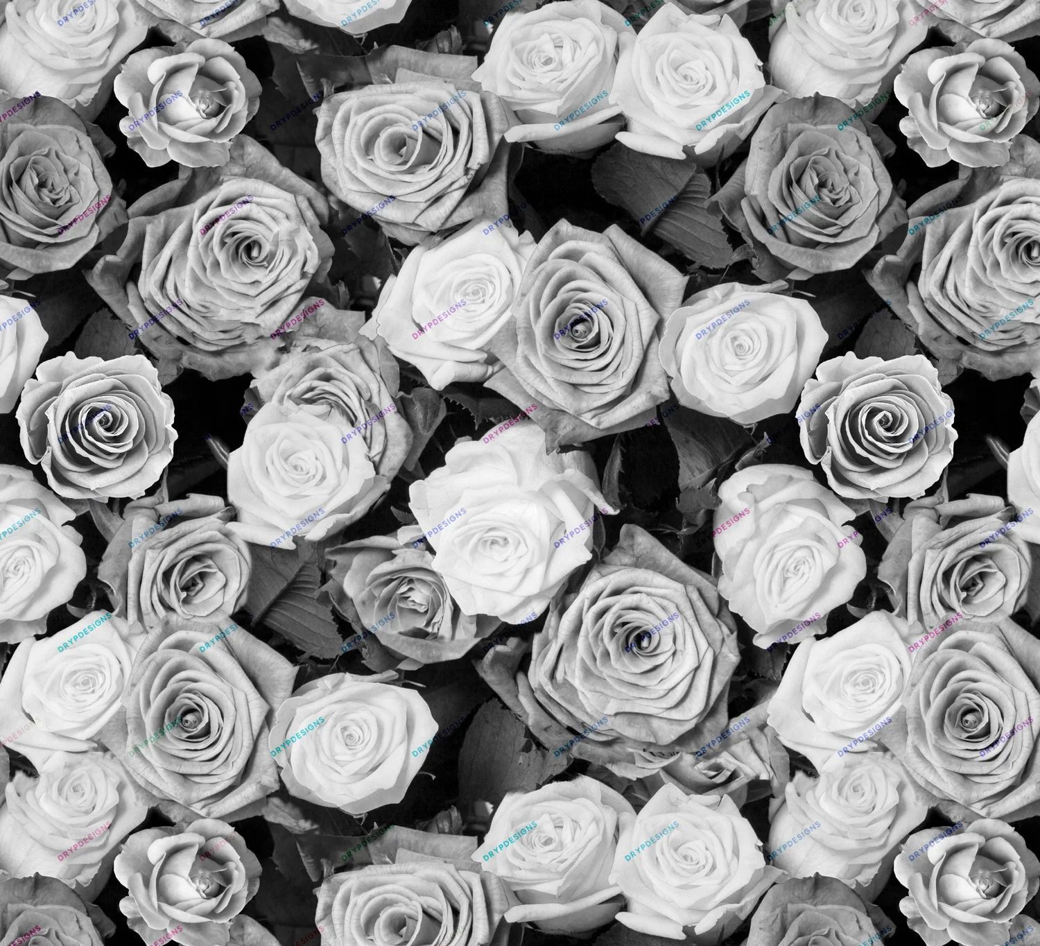 Black And White Rose Flower Pictures | Best Flower Site
