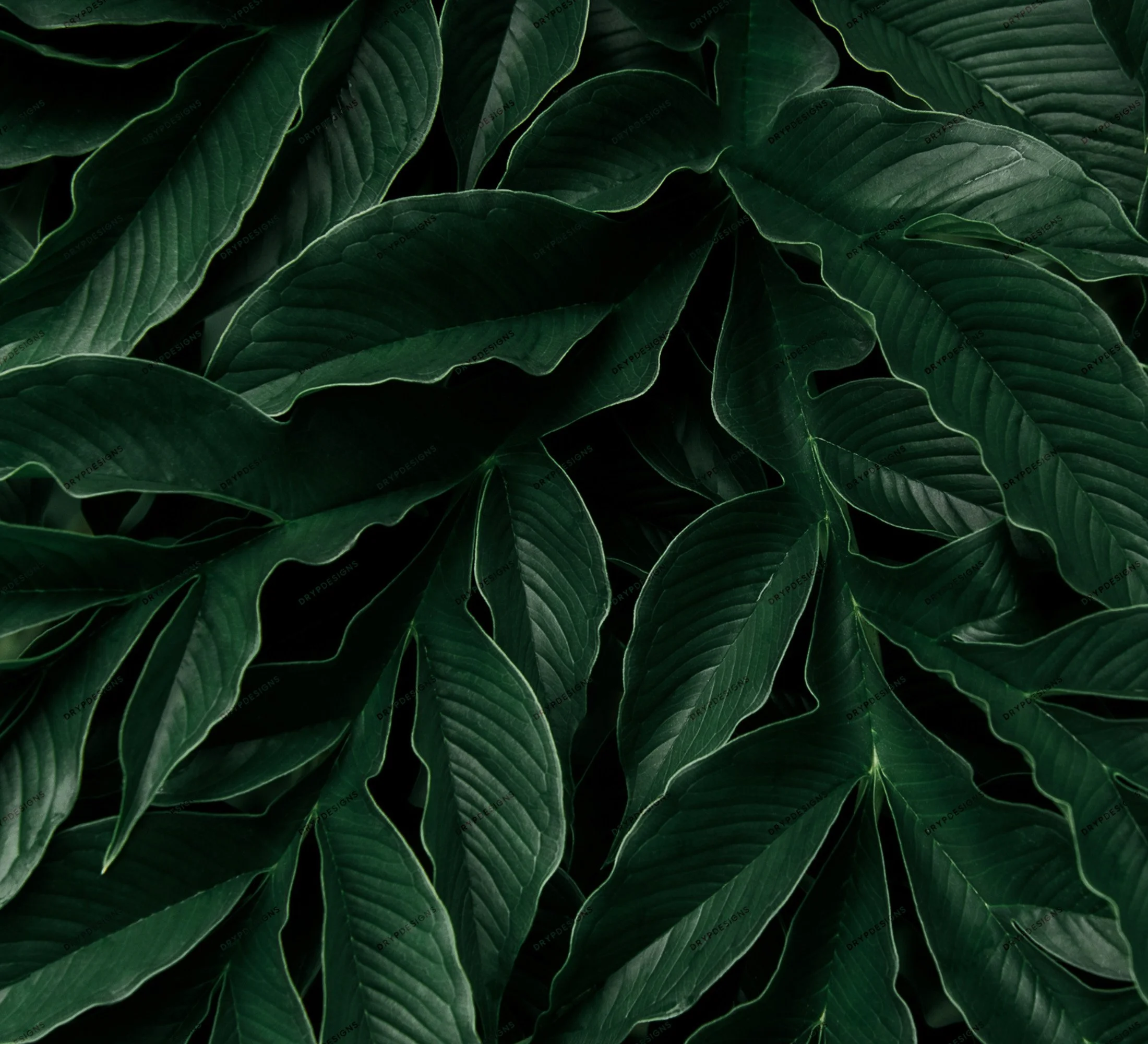 Dark Green Tropical Plants Seamless Background — drypdesigns