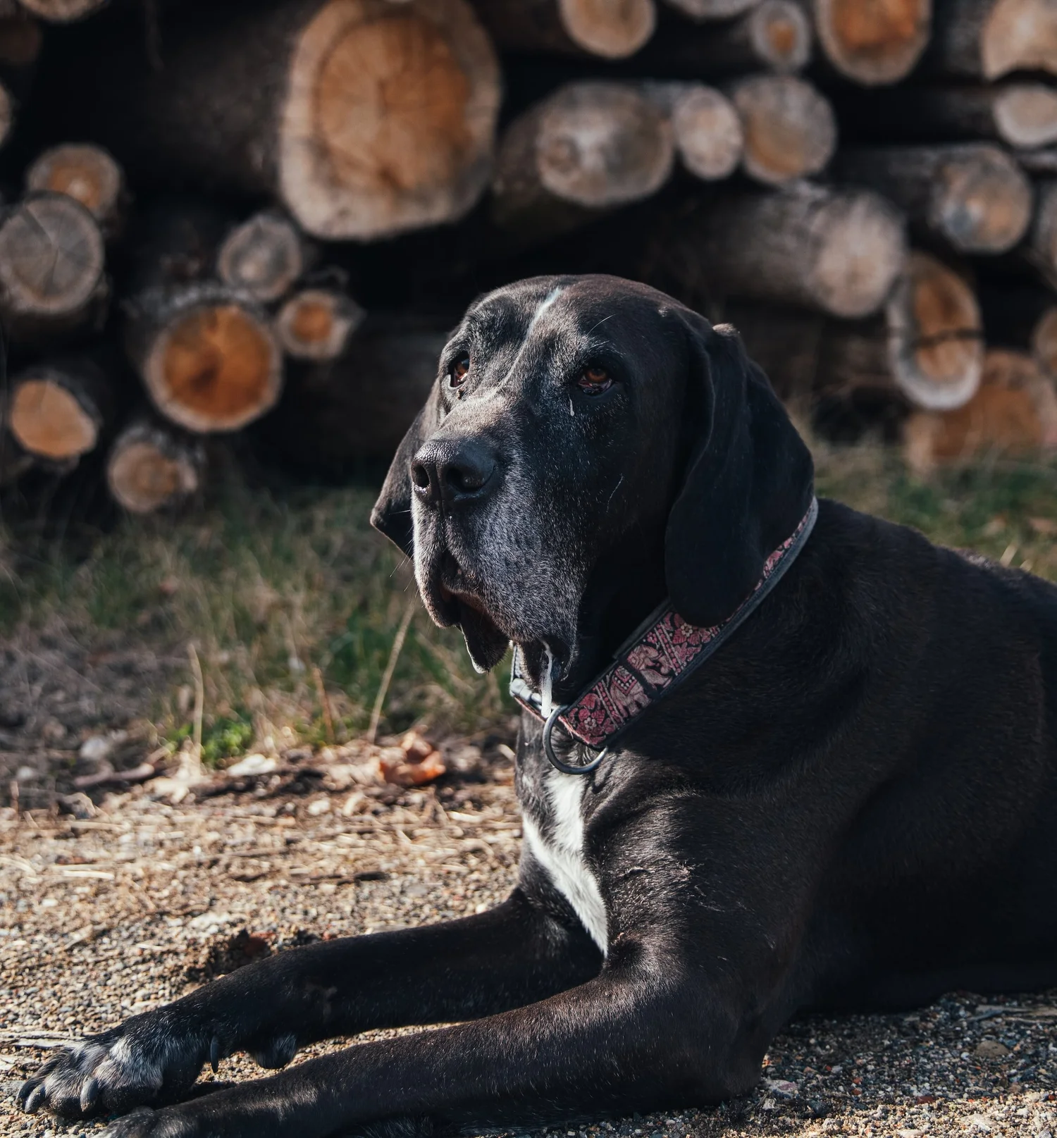 Assessments — The Dog Behavior Institute