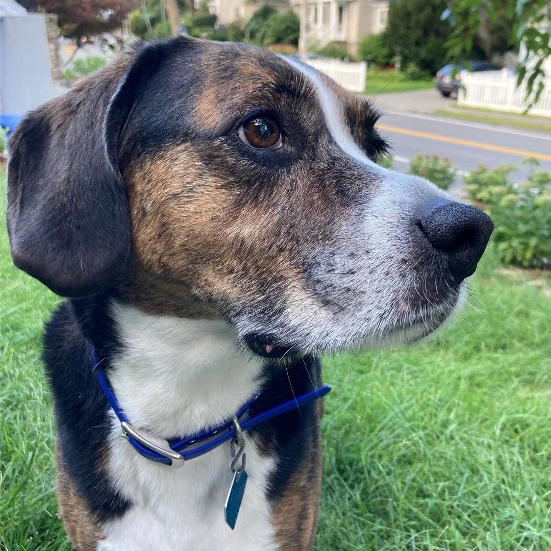 The Dog Behavior Institute